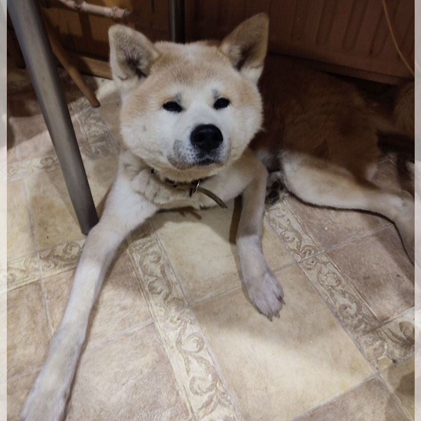 Акита-ину, взрослый пёс