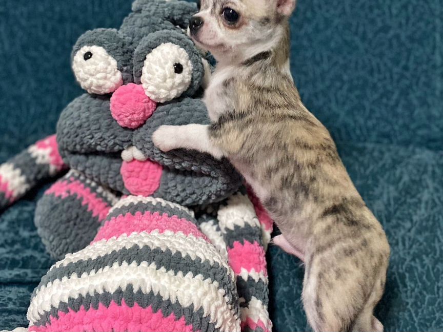 Красивый Тигренок (доставка)