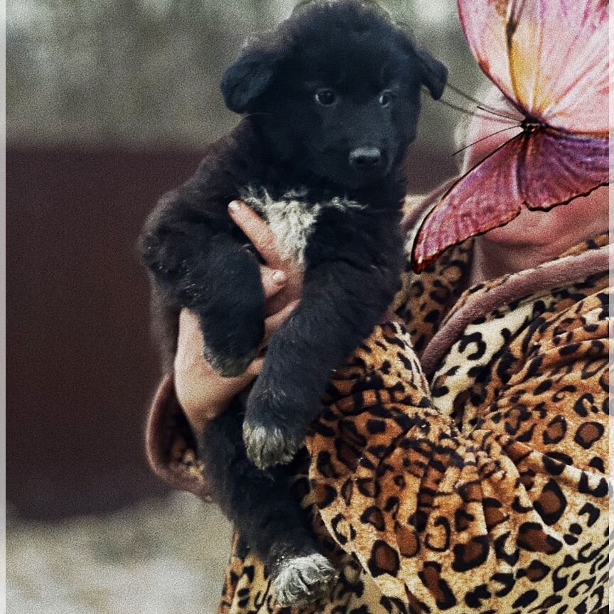 Малышня в добрые руки