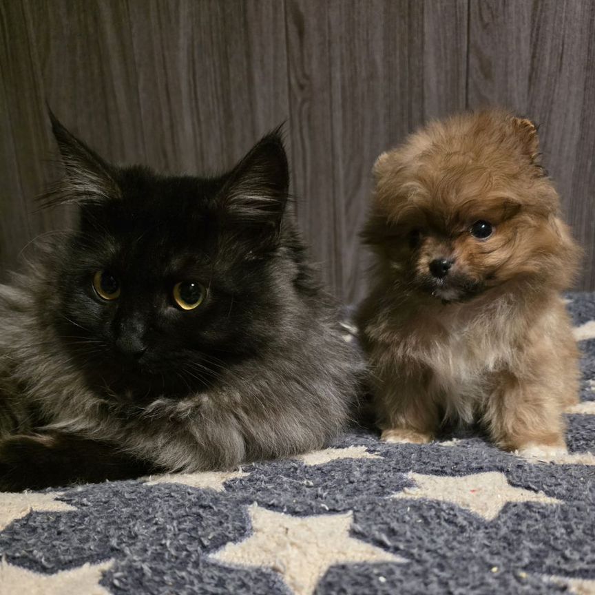 Померанский шпиц, щенок