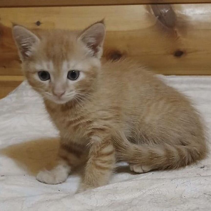 Рыжий котенок в добрые руки