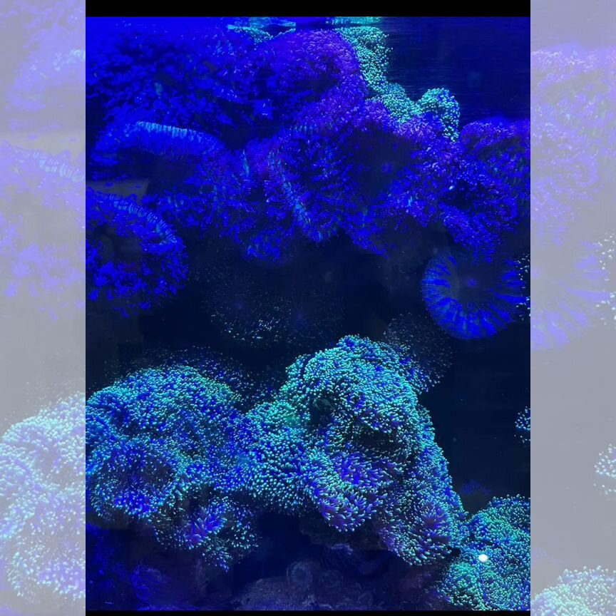 Морские кораллы