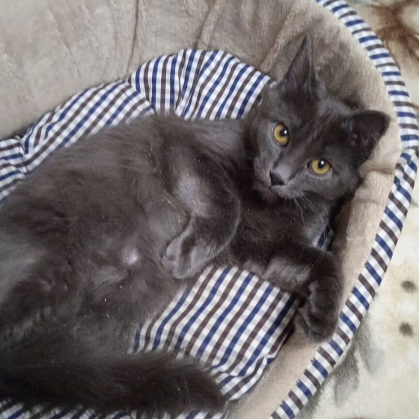 Роскошный котенок мальчик