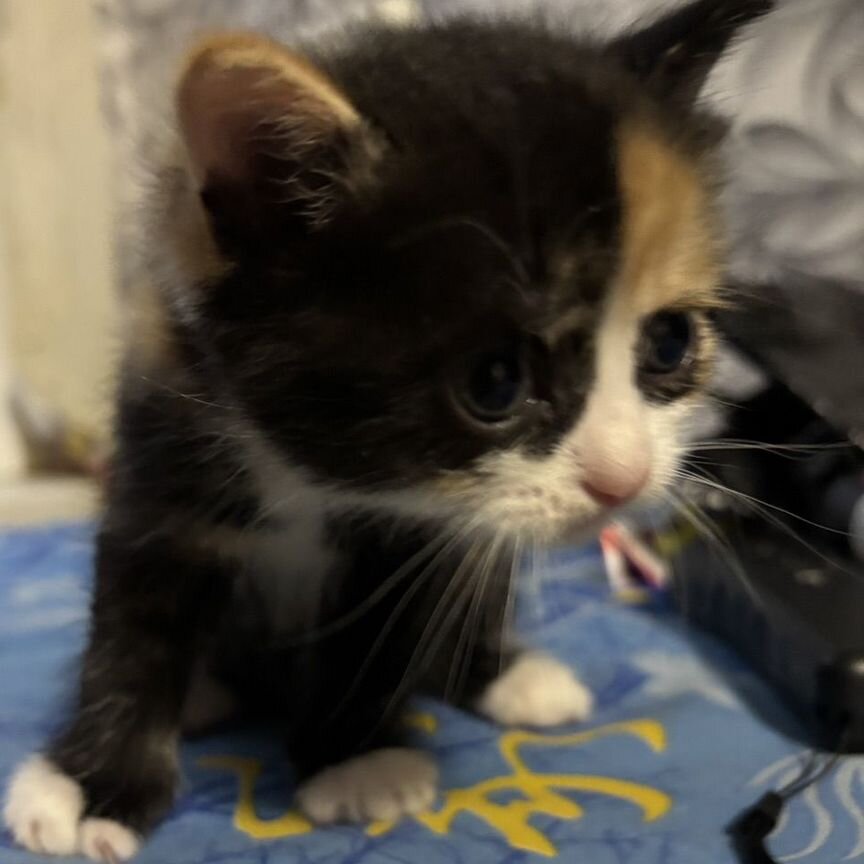 Котёнок в добрые руки