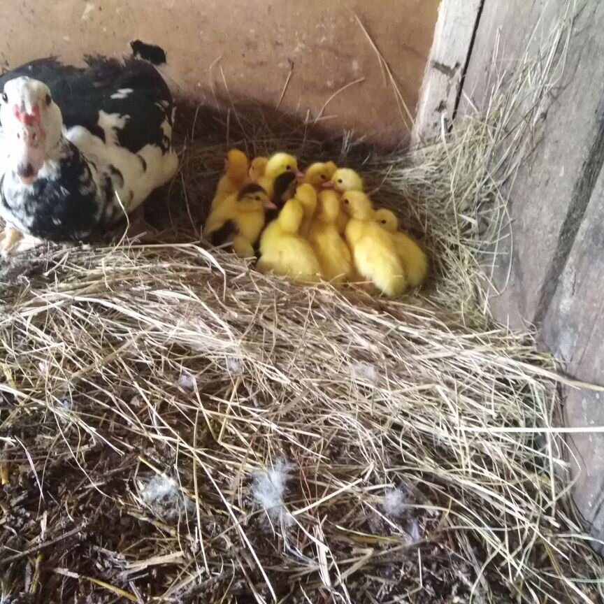 Индоутята суточные можно с уткой