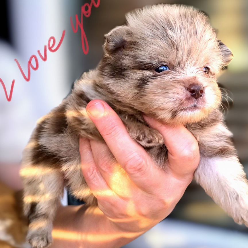 Шоколадная пантера помераночка. Рассрочка