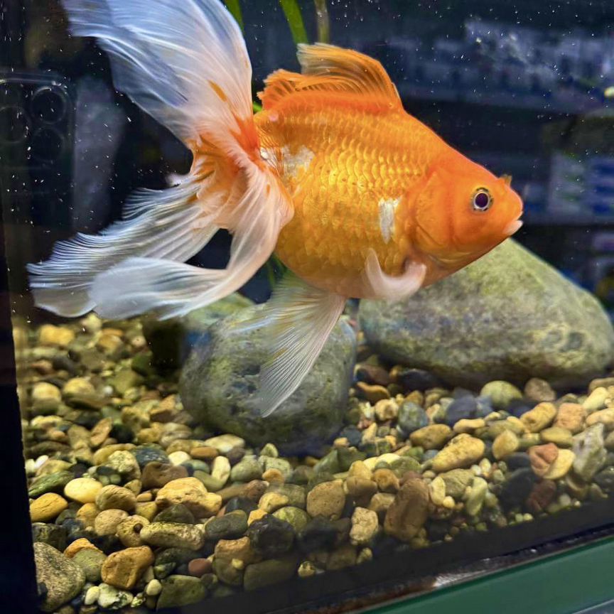 Золотые рыбки