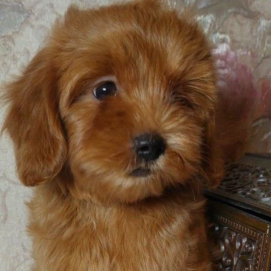 Щенки мальтипу f1