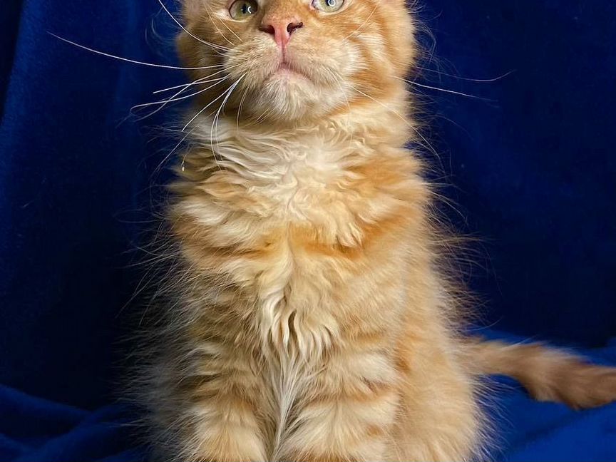 Мейн-кун рыжий мальчик