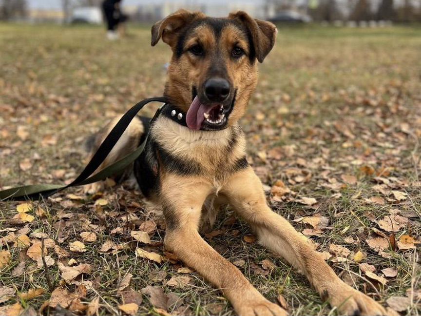 Собака Флора ищет дом