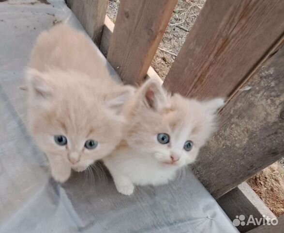 Кошка в дар
