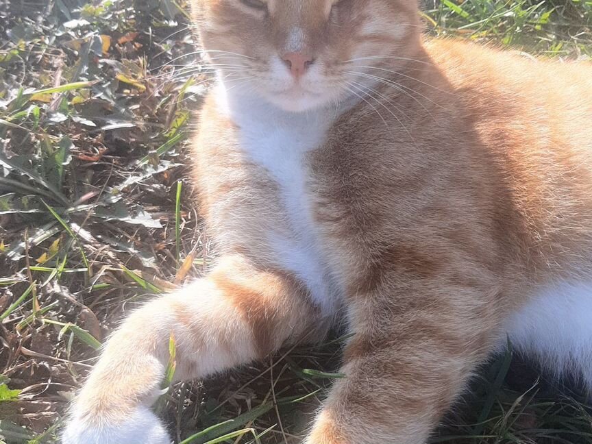 Кошка в дар бесплатно