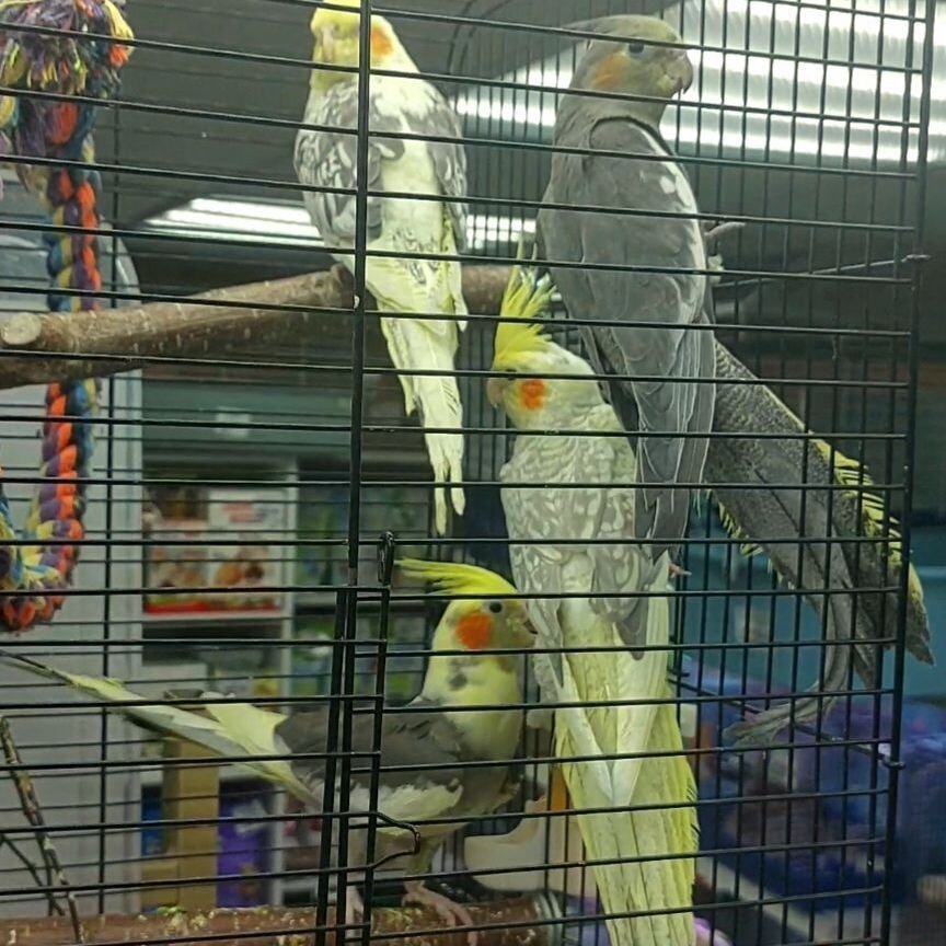 Попугай корелла