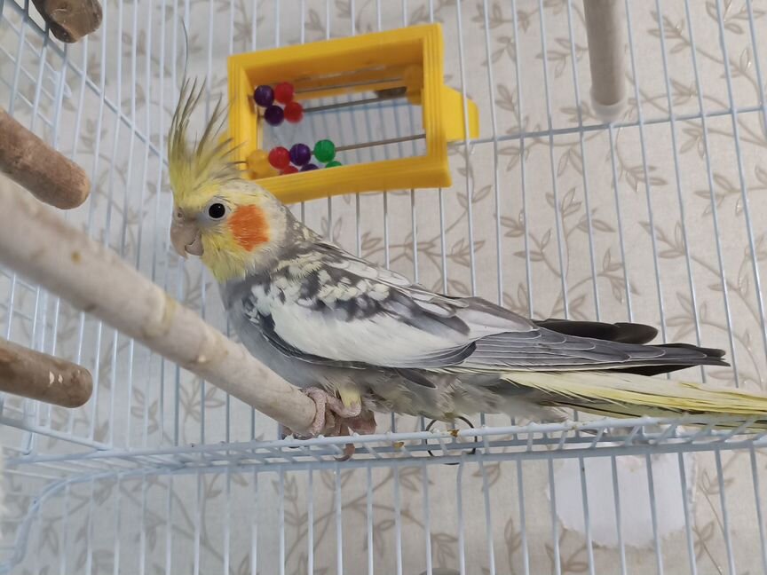 Корелла самец 4 мес