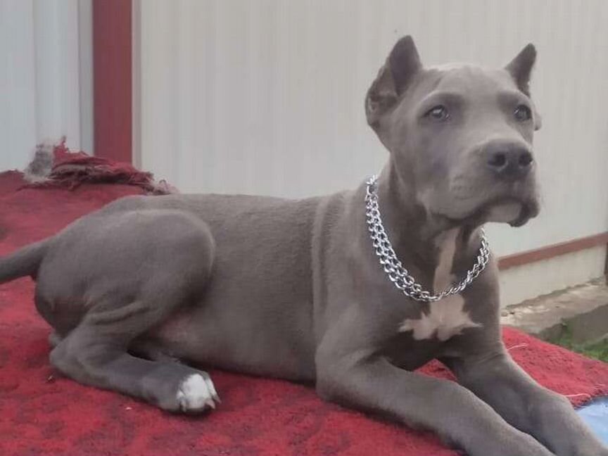 Голубой щенок питбуля