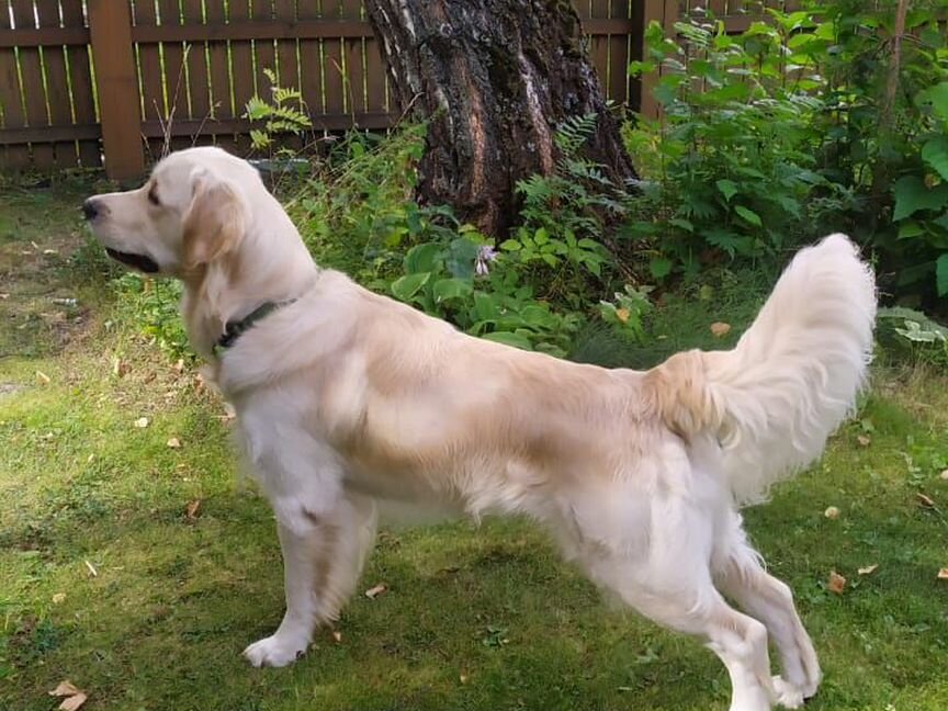 Золотистый ретривер вязка