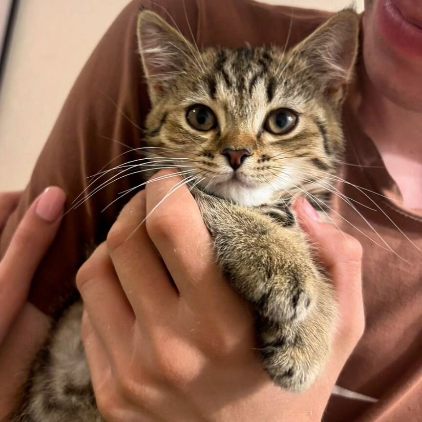 Котенок