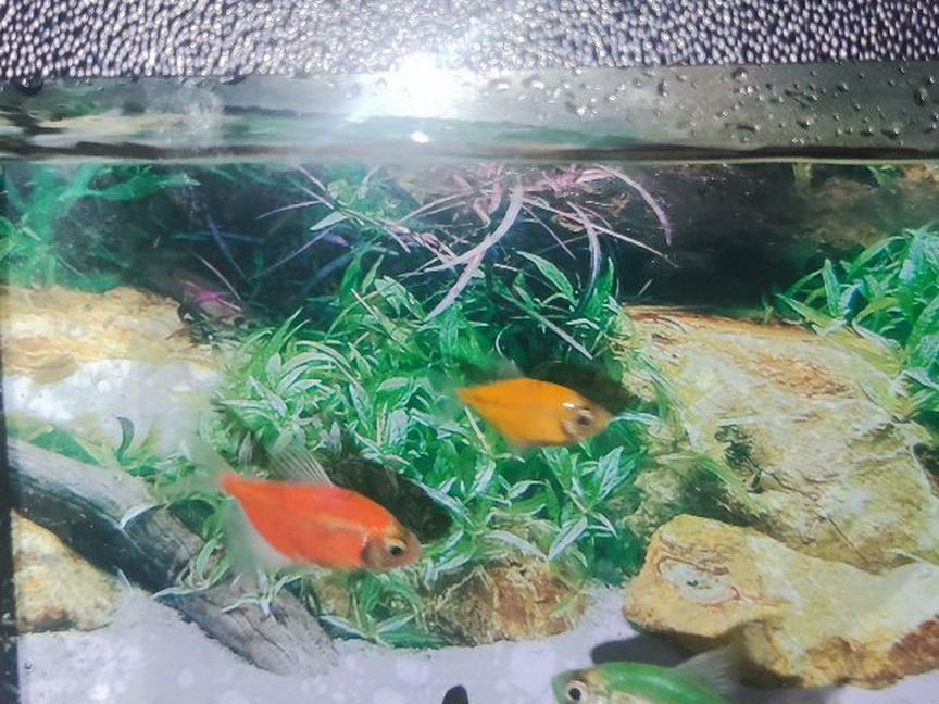 Аквариум с рыбками, фильтром, светом на 5 литров