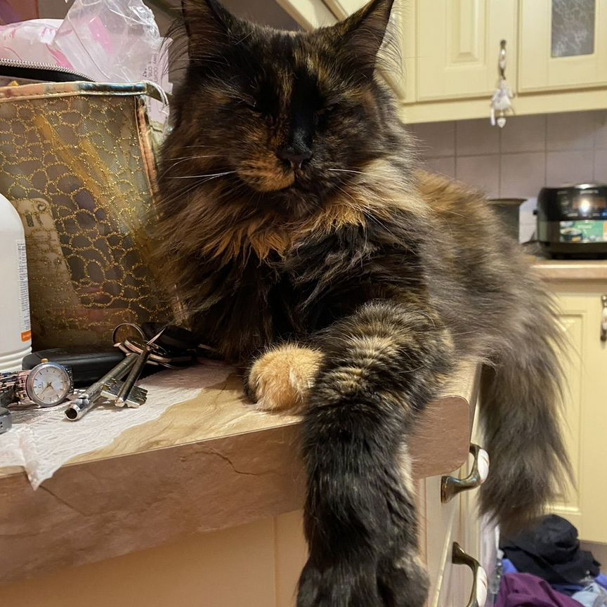 Мэйн кун черепахового окраса