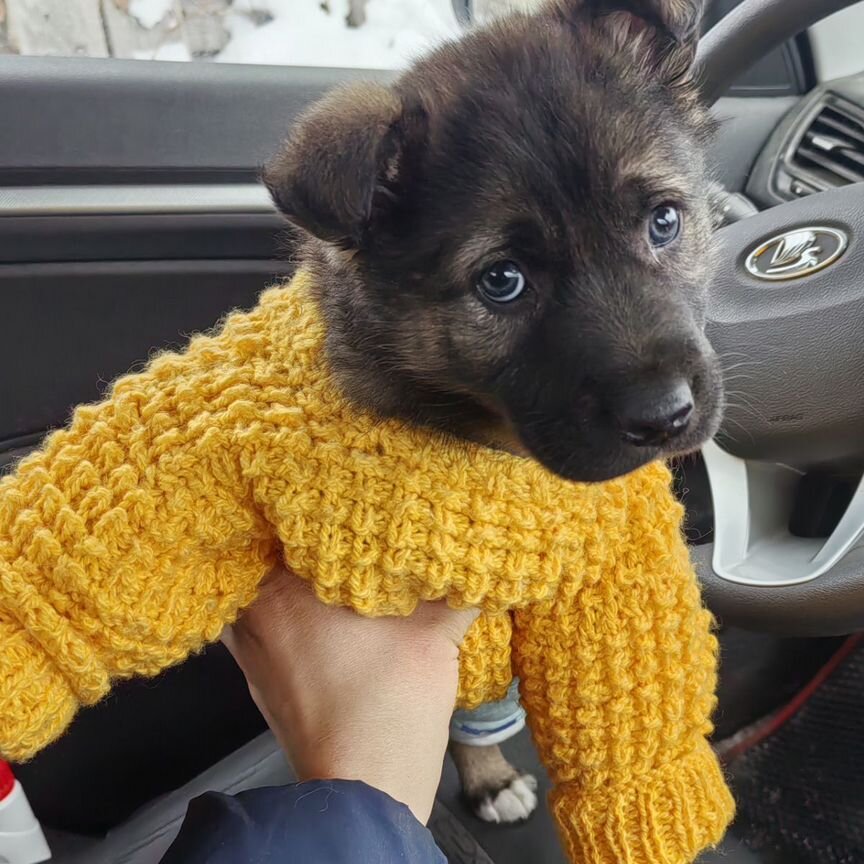 Щенок в добрые руки