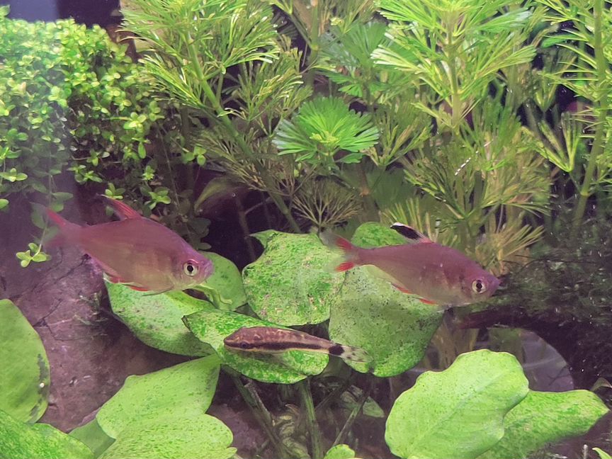 Орнатусы (6шт.)