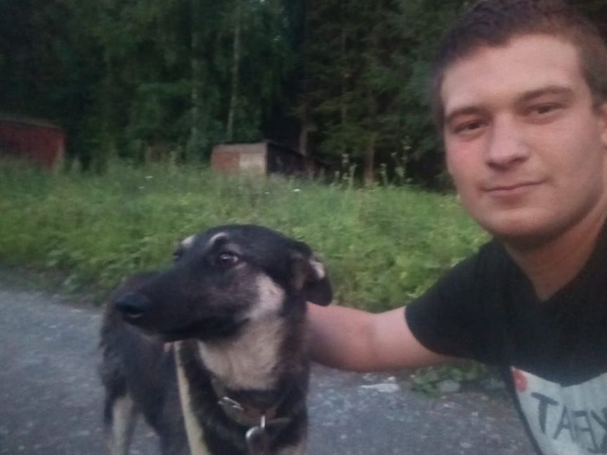 Отдам в добрые руки одна лабрадорша