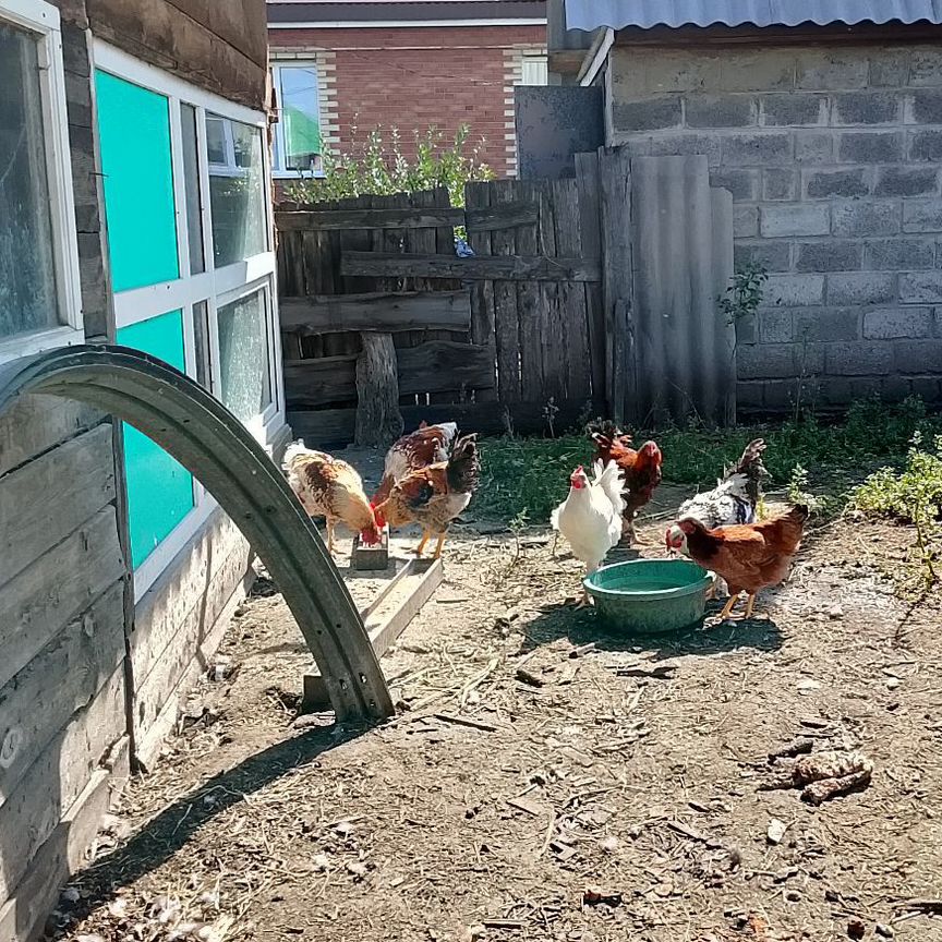 Несушка