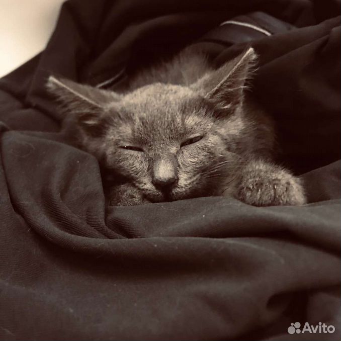 Русская голубая котята отдам в добрые руки