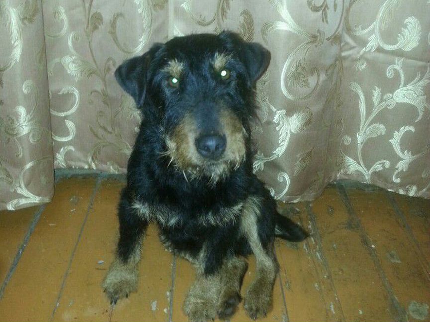 Ягдтерьер кобель для вязки