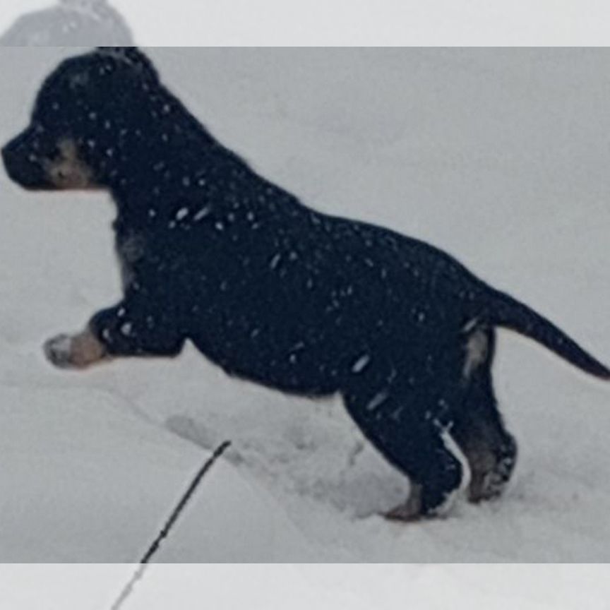 Немецкая овчарка, щенок