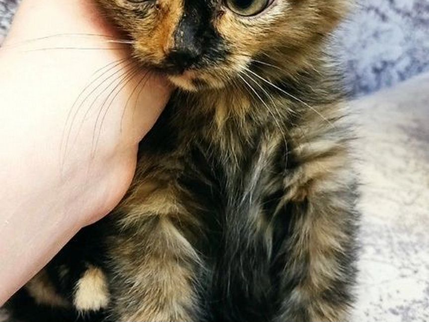 Кошка в дар