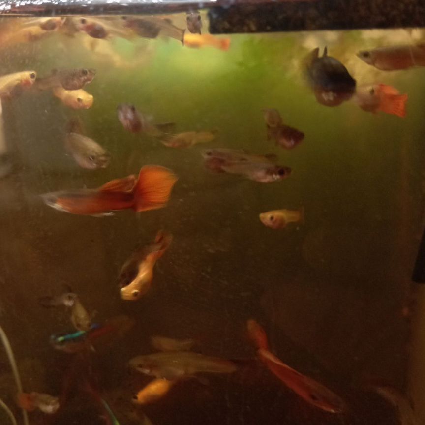 Маленькие гуппи