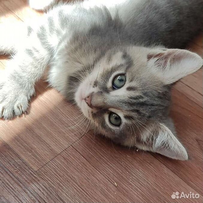 Котеночек девочка Мэри