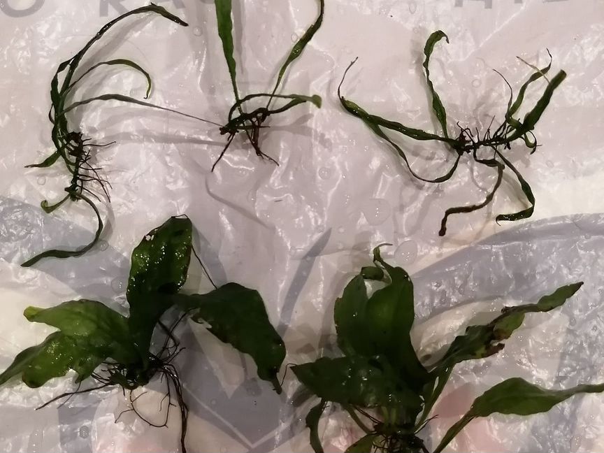 Аквариумные растения