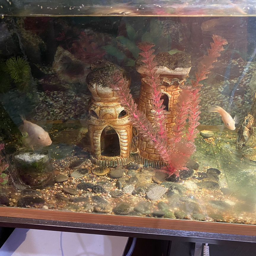 Аквариум на 200 литров с содержимым