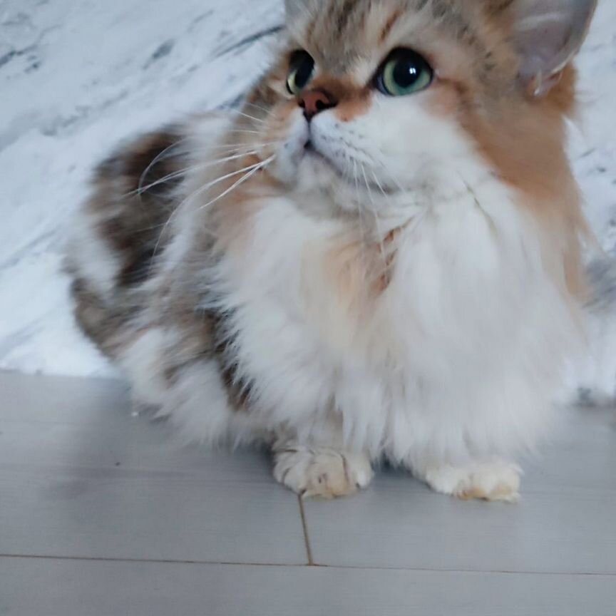 Манчкины котики