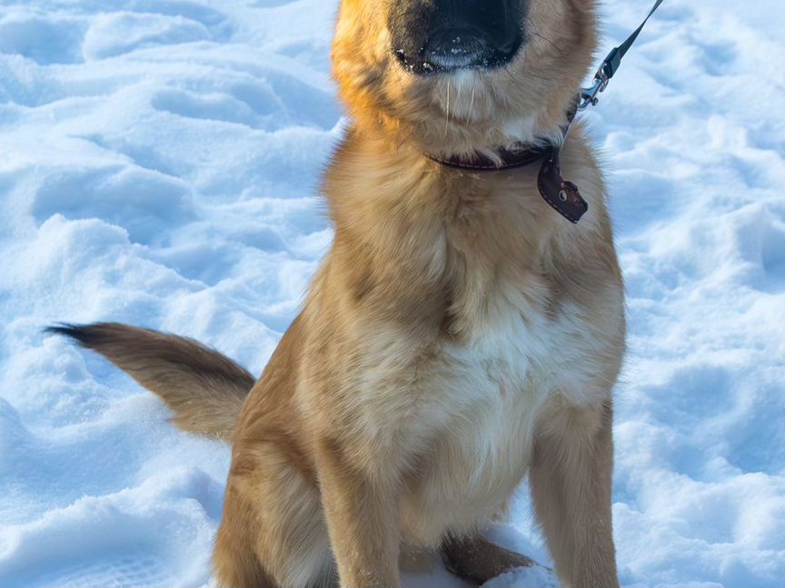 Собака в добрые руки