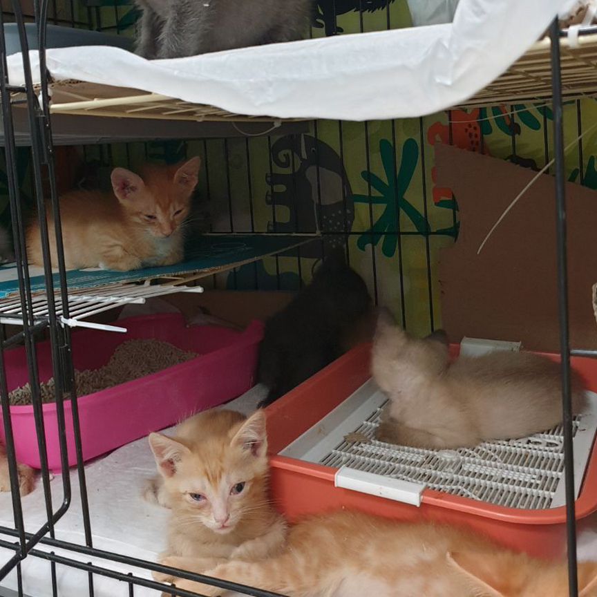Котёнок в добрые руки