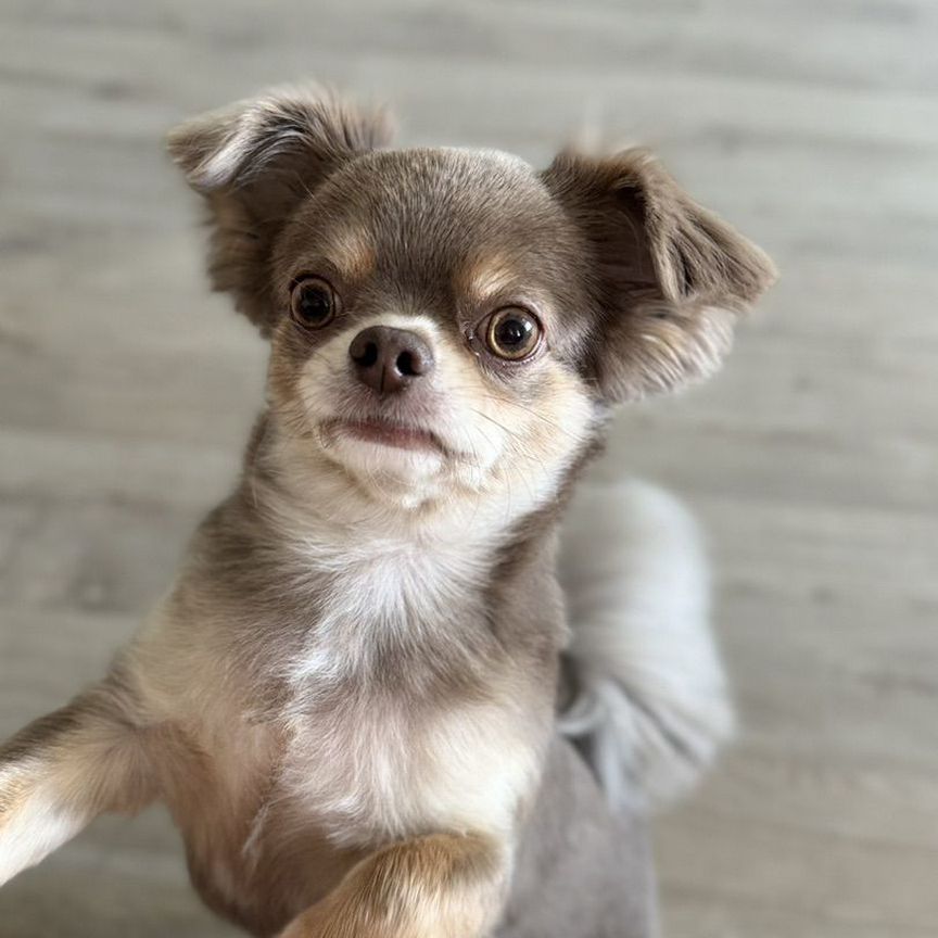 Продам собаку чихуахуа Самара