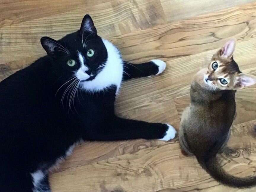 Кот черно-белый в добрые руки