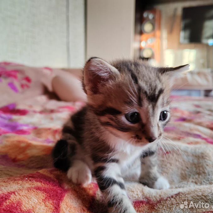 Красавец мальчишка, в добрые руки