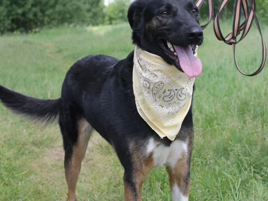 Собака из приюта в добрые руки