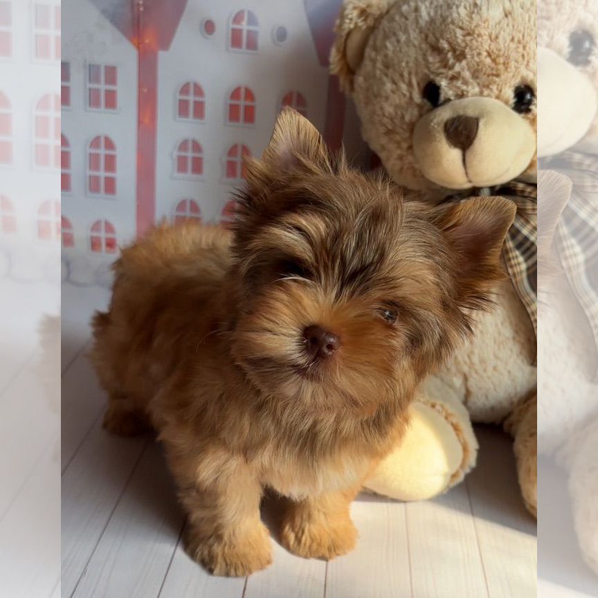 Йоркширский терьер, щенок