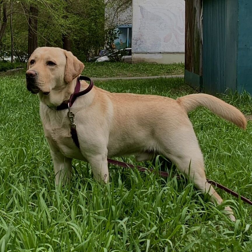 Лабрадор-ретривер, взрослая собака