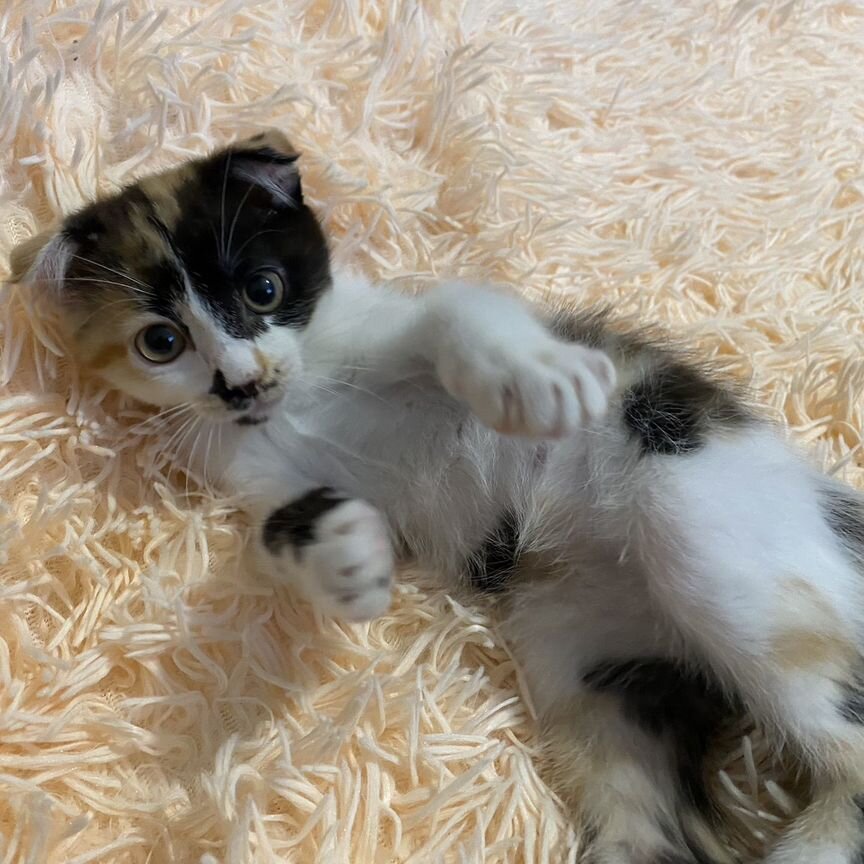 Вислоухий котенок трехшерстный