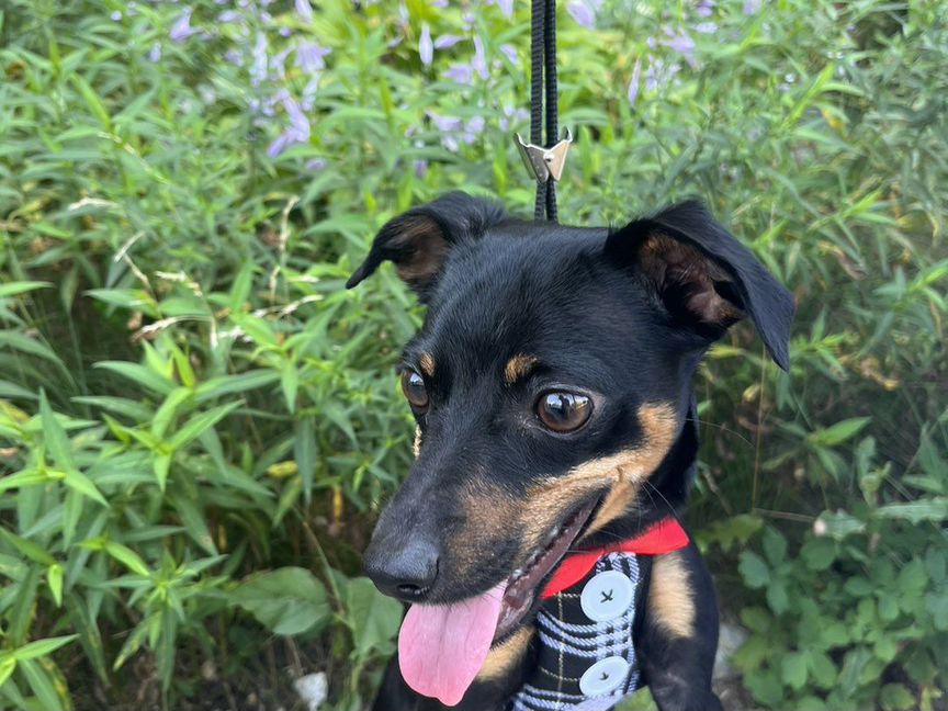 Щенок отдам в добрые руки