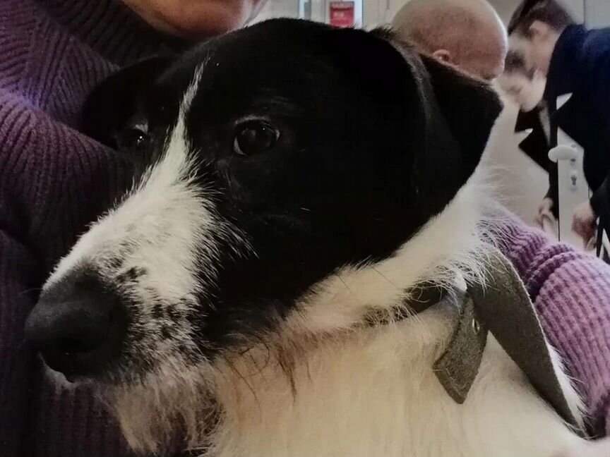 Смешная Дульсинея ищет дом в добрые руки бесплатно