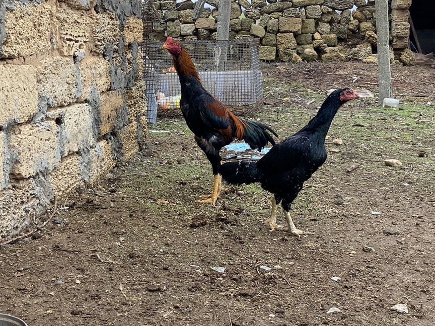 Бойцовые петухи