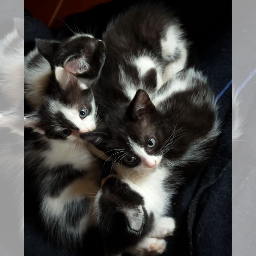 Котята ждут хозяина