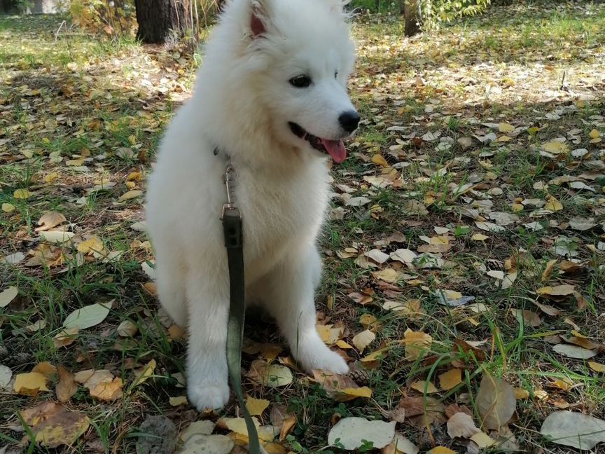 Самоедская лайка щенки